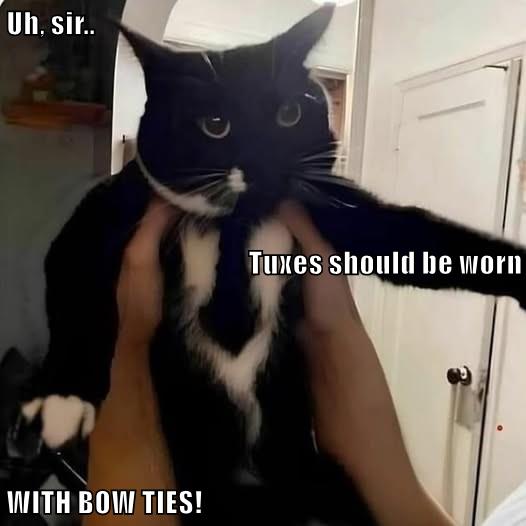 Uh, sir.. Tuxes should be worn WITH BOW TIES! - Lolcats - lol | cat memes | funny cats | funny ...