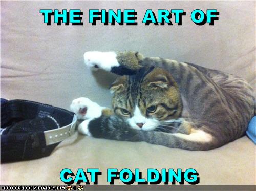 THE FINE ART OF CAT FOLDING - Lolcats - lol | cat memes | funny cats ...