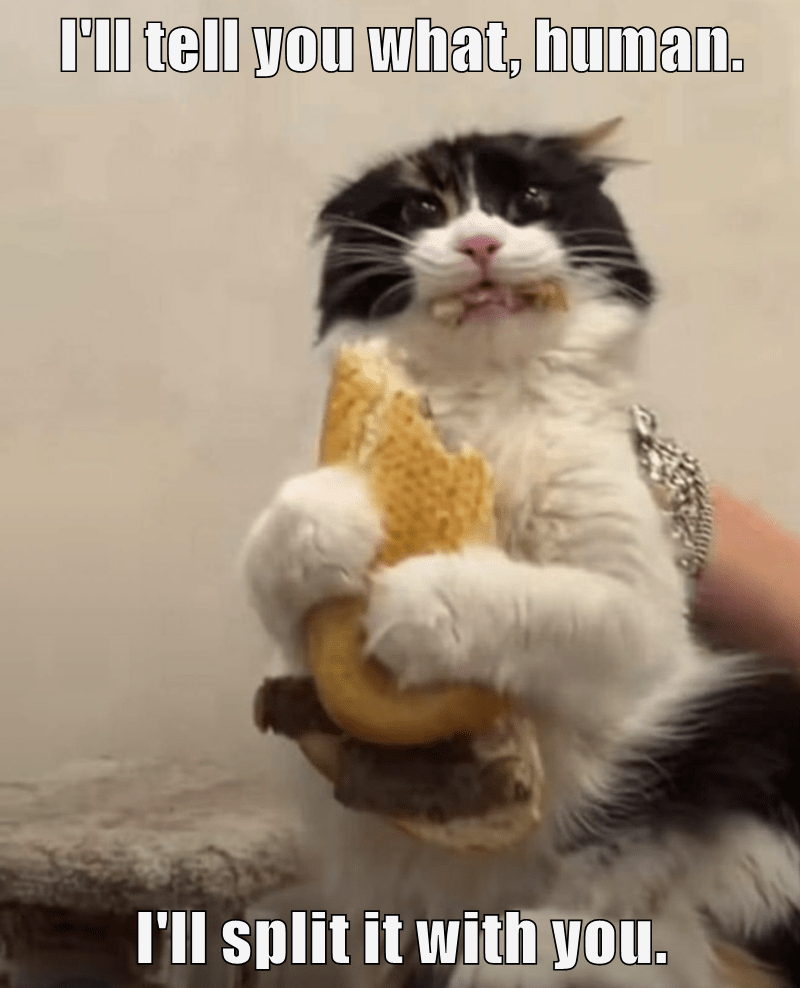 Let's discuss this, hooman... - Lolcats - lol | cat memes | funny cats ...