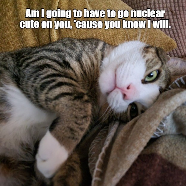 Better Give In Now - Lolcats - lol | cat memes | funny cats | funny cat ...
