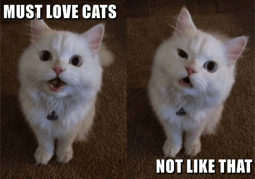 MUST LOVE CATS NOT LIKE THAT - Lolcats - lol | cat memes | funny cats ...