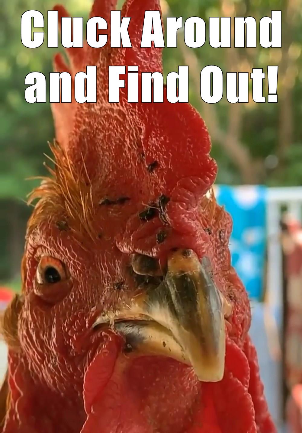 Cluck Around and Find Out! - Animal Comedy - Animal Comedy, funny ...