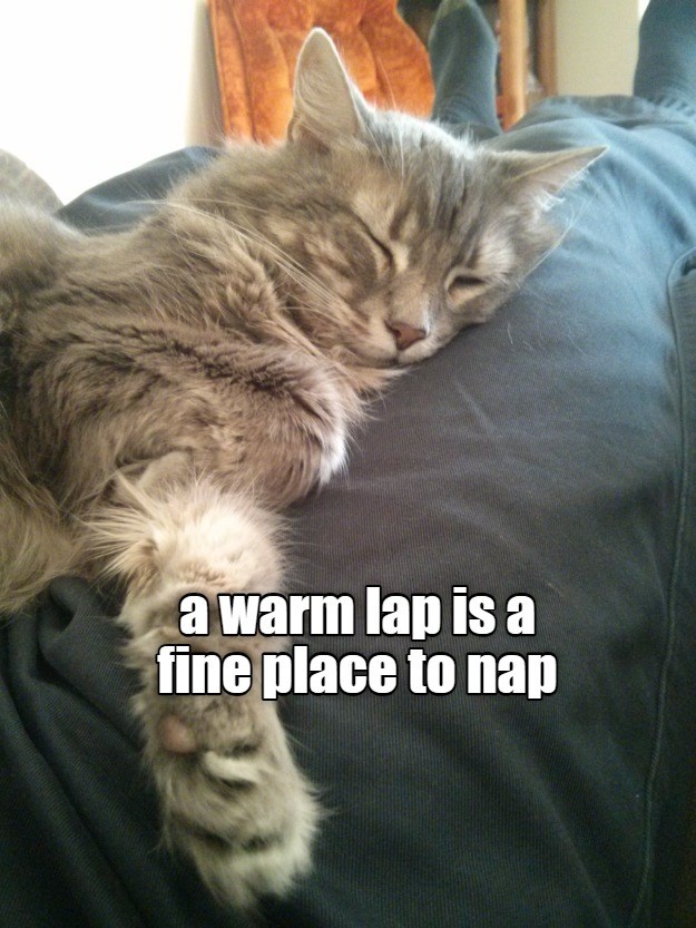 a warm lap is a fine place to nap - Lolcats - lol | cat memes | funny ...