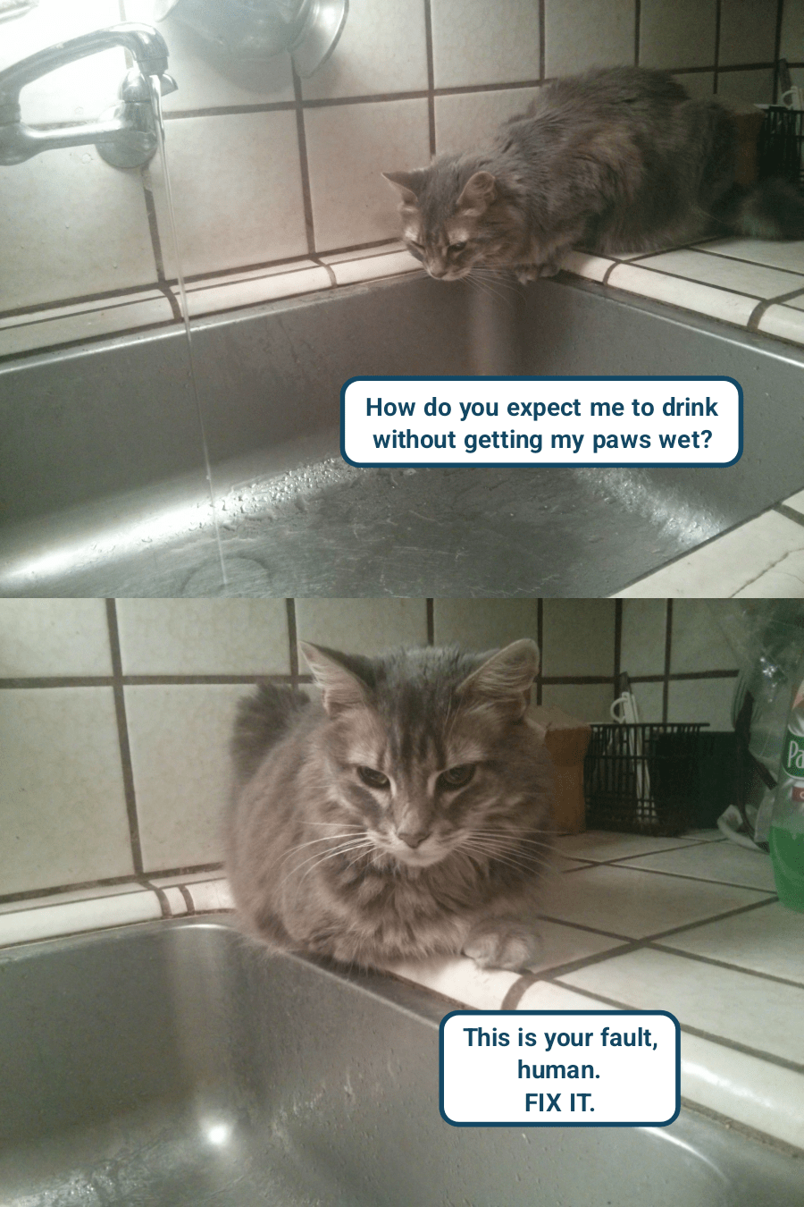 Right meow - Lolcats - lol | cat memes | funny cats | funny cat ...