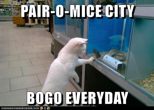 PAIR-O-MICE CITY - Lolcats - lol | cat memes | funny cats | funny cat ...