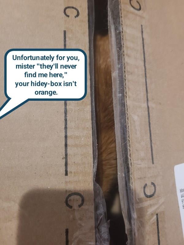 Stealth fail - Lolcats - lol | cat memes | funny cats | funny cat ...