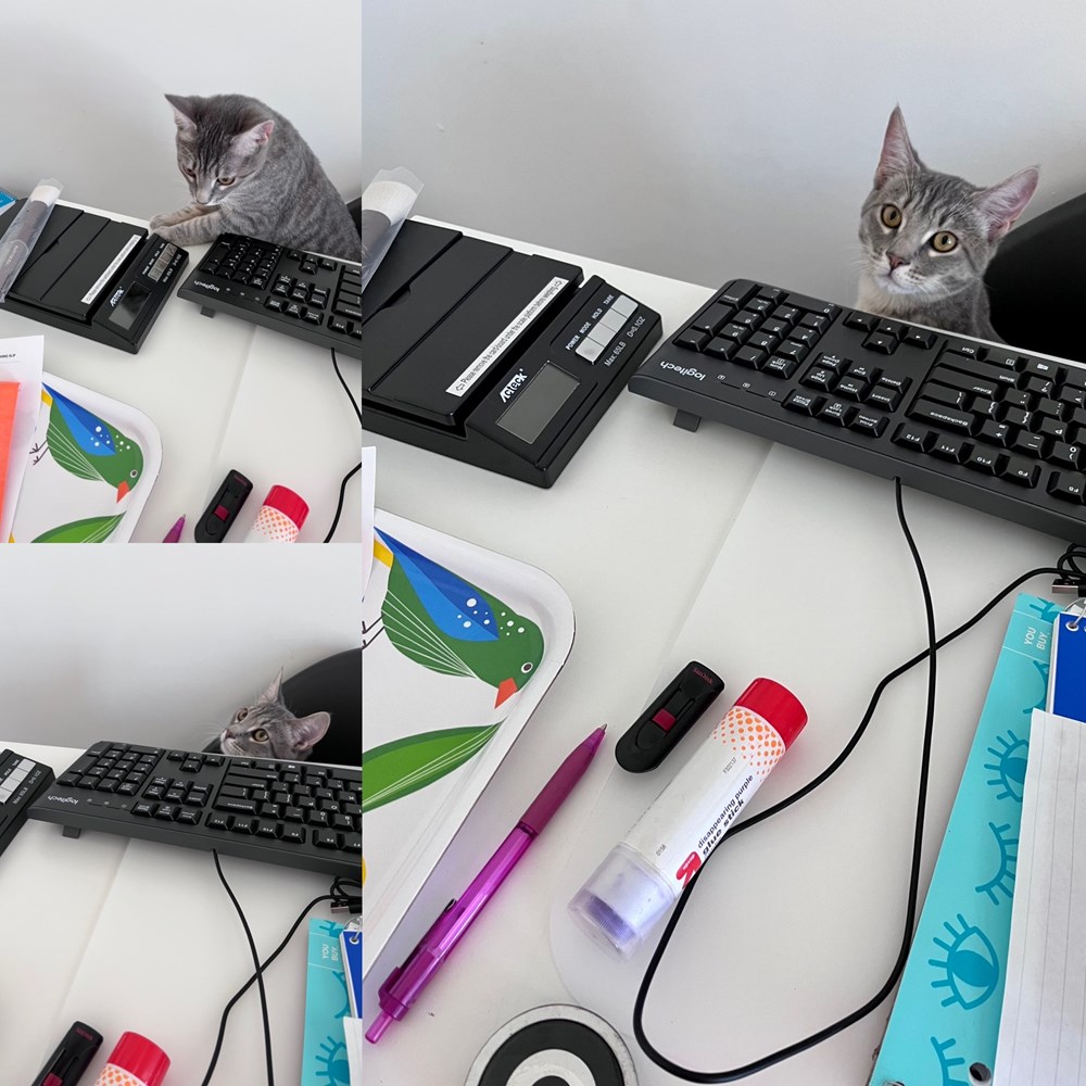 Ready to Clock In - Lolcats - lol | cat memes | funny cats | funny cat ...