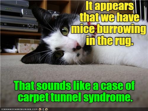 You need to seek medical help. - Lolcats - lol | cat memes | funny cats ...