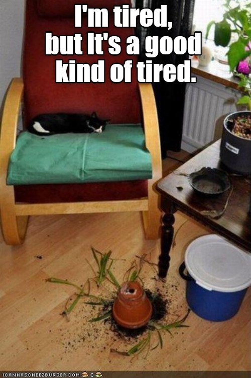 A job well done... - Lolcats - lol | cat memes | funny cats | funny cat ...