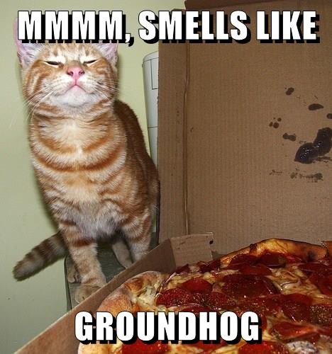 MMMM, SMELLS LIKE GROUNDHOG - Lolcats - lol | cat memes | funny cats ...