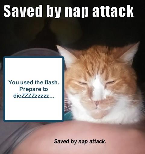Saved by nap attack - Lolcats - lol | cat memes | funny cats | funny ...