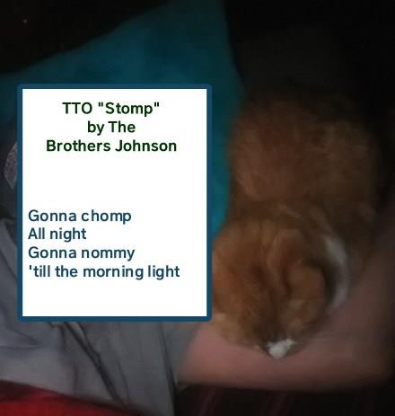 TTO "Stomp" by The Brothers Johnson - Lolcats - lol | cat memes | funny ...