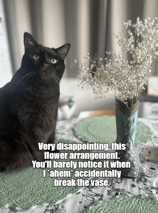Totally, completely, entirely by accident - Lolcats - lol | cat memes ...