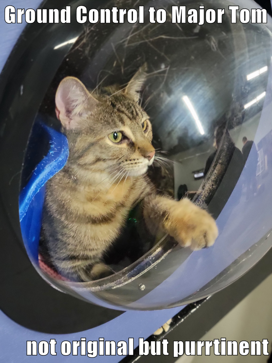 purrtinent - Lolcats - lol | cat memes | funny cats | funny cat ...