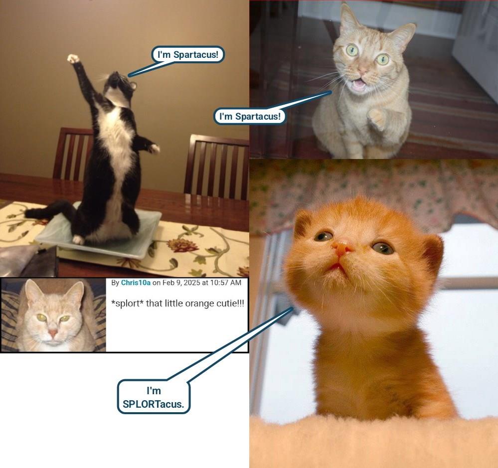 Cutest uprising - Lolcats - lol | cat memes | funny cats | funny cat ...