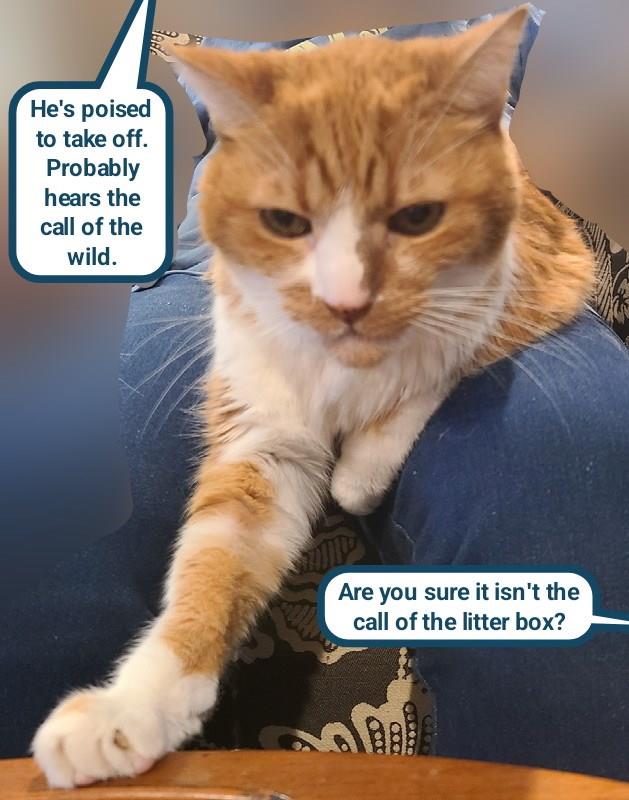 Coiled spring - Lolcats - lol | cat memes | funny cats | funny cat ...