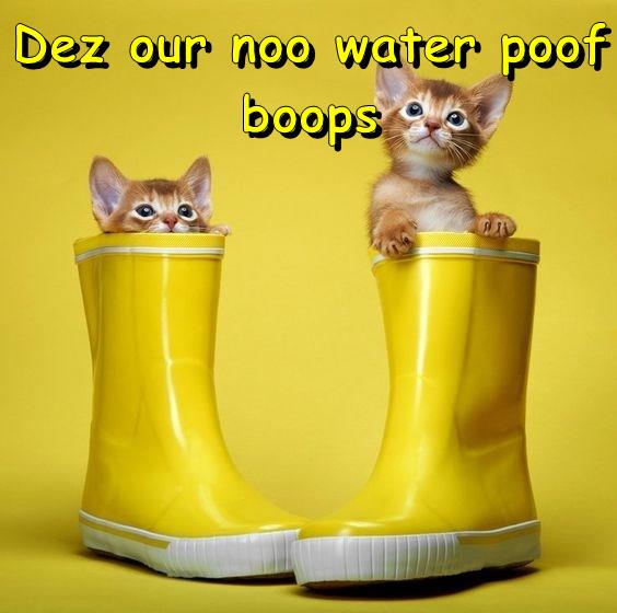 Winter-ready - Lolcats - lol | cat memes | funny cats | funny cat ...