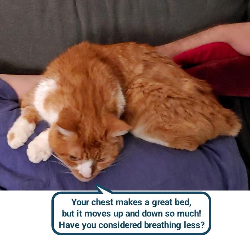 I'm not *that* committed a catslave - Lolcats - lol | cat memes | funny ...