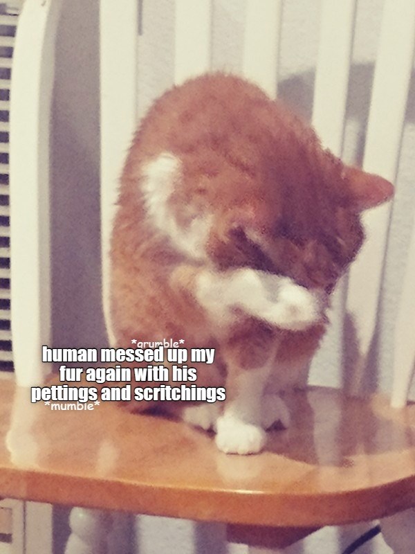 human messed up my fur again - Lolcats - lol | cat memes | funny cats ...