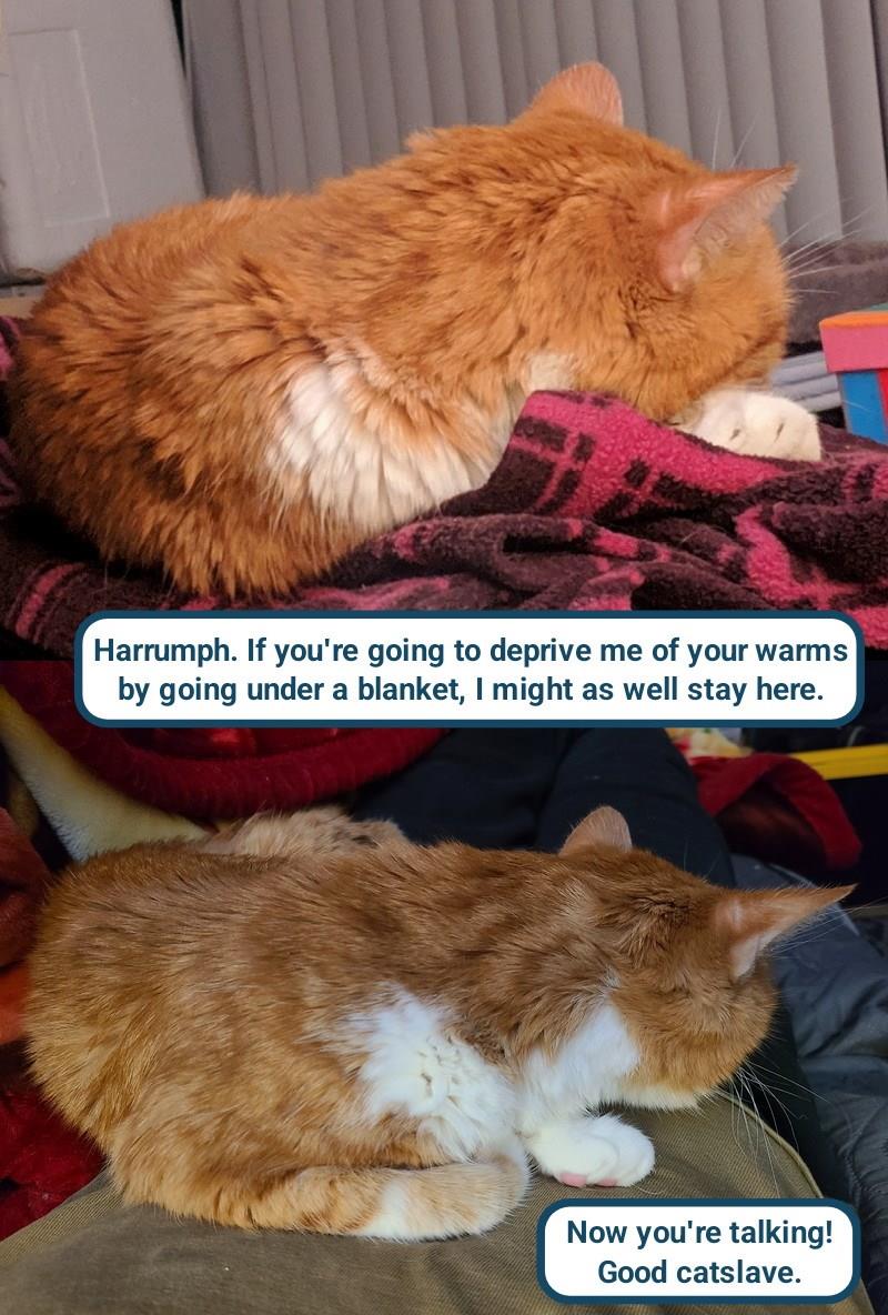 Cat came back - Lolcats - lol | cat memes | funny cats | funny cat ...