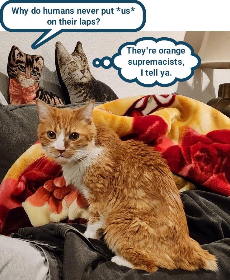 It's not fur! - Lolcats - lol | cat memes | funny cats | funny cat ...