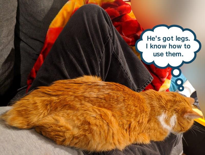 ZZzzzzzzzzzzzzzzz Top-cat - Lolcats - lol | cat memes | funny cats ...