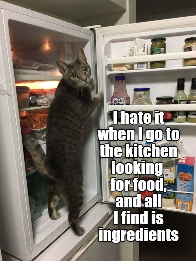 It's not a feline fridge - Lolcats - lol | cat memes | funny cats ...