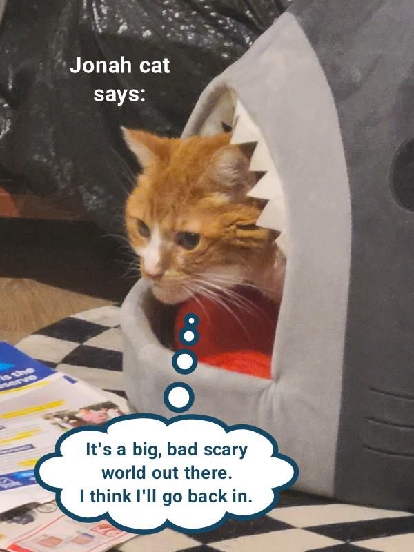 Jonah Cat - Lolcats - lol | cat memes | funny cats | funny cat pictures ...