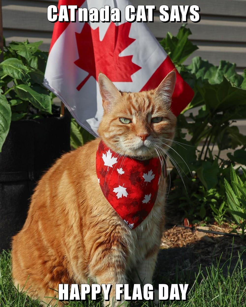 CATnada CAT SAYS HAPPY FLAG DAY - Lolcats - lol | cat memes | funny ...