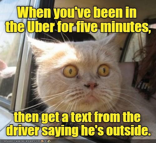 The ride of your life. - Lolcats - lol | cat memes | funny cats | funny ...
