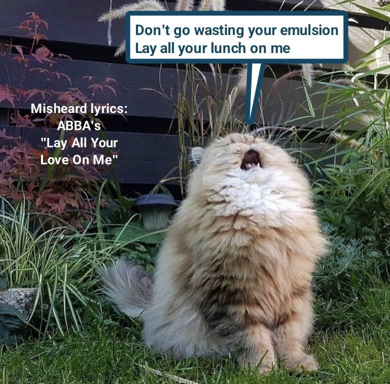 Misheard lyrics: ABBA's "Lay All Your Love On Me" - Lolcats - lol | cat ...