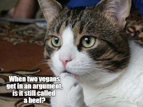 Lettuce Pray It Doesn't Escalate - Lolcats - lol | cat memes | funny ...