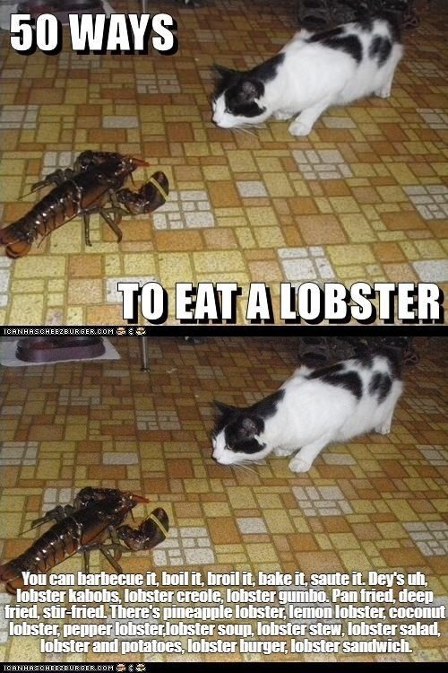 From the lolling minds of Chris10a & heyman - Lolcats - lol | cat memes ...