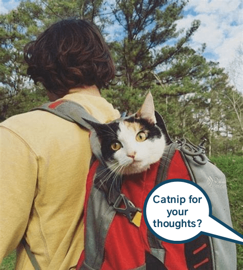 Are you stressed, querulous, or -? - Lolcats - lol | cat memes | funny ...