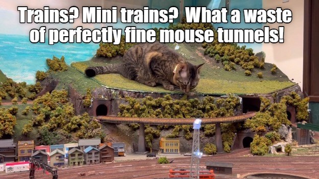 What a shame... - Lolcats - lol | cat memes | funny cats | funny cat ...