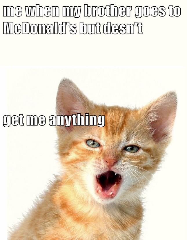 He wanted chimkin nuggles! - Lolcats - lol | cat memes | funny cats ...