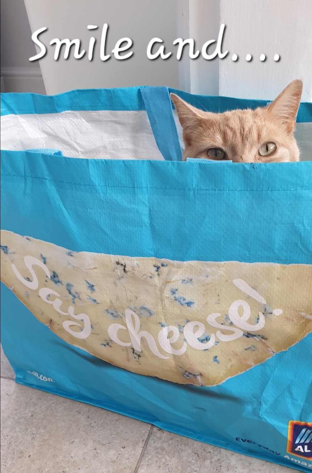 Cheese! - Lolcats - lol | cat memes | funny cats | funny cat pictures ...