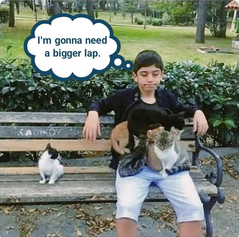 No vacancy - Lolcats - lol | cat memes | funny cats | funny cat ...