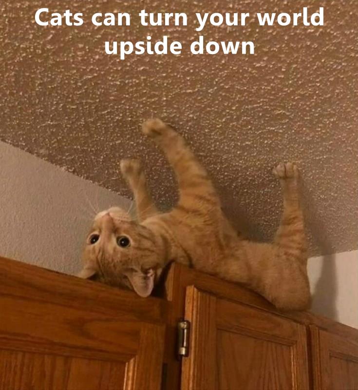 Cats can turn your world upside down - Lolcats - lol | cat memes ...