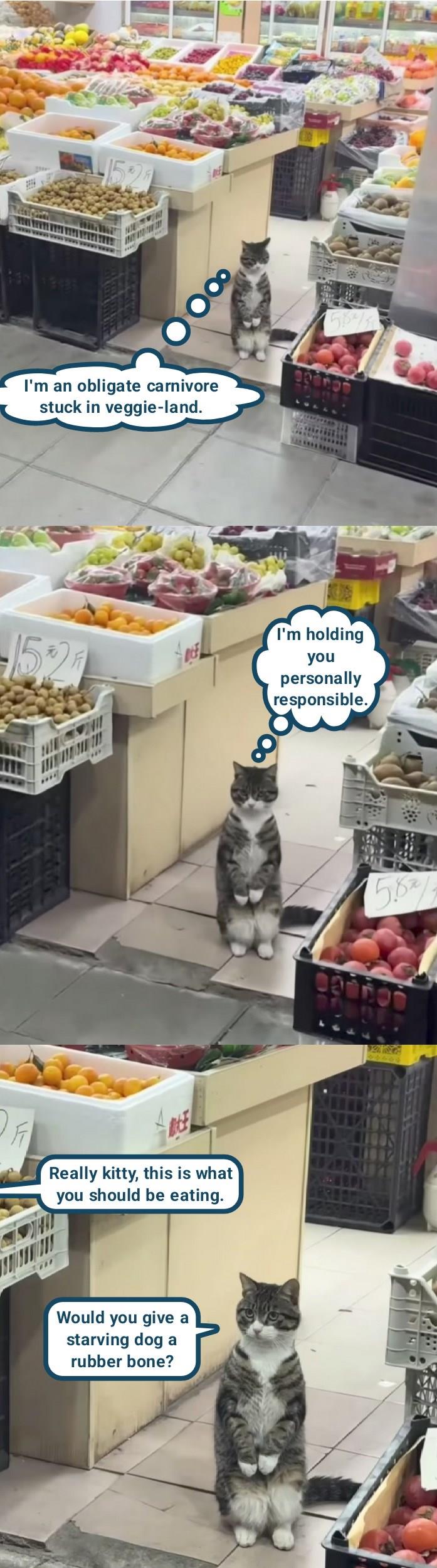 Some humans are detached from reality - Lolcats - lol | cat memes ...