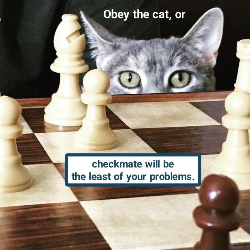 Check, mate! - Lolcats - lol | cat memes | funny cats | funny cat ...