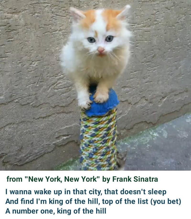from "New York, New York" by Frank Sinatra - Lolcats - lol | cat memes ...