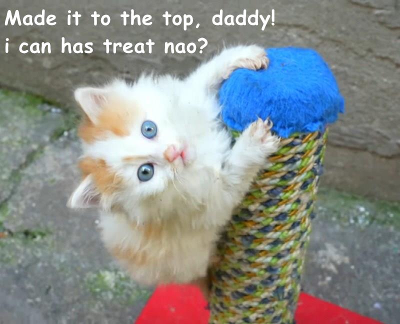 Made it to the top! - Lolcats - lol | cat memes | funny cats | funny ...