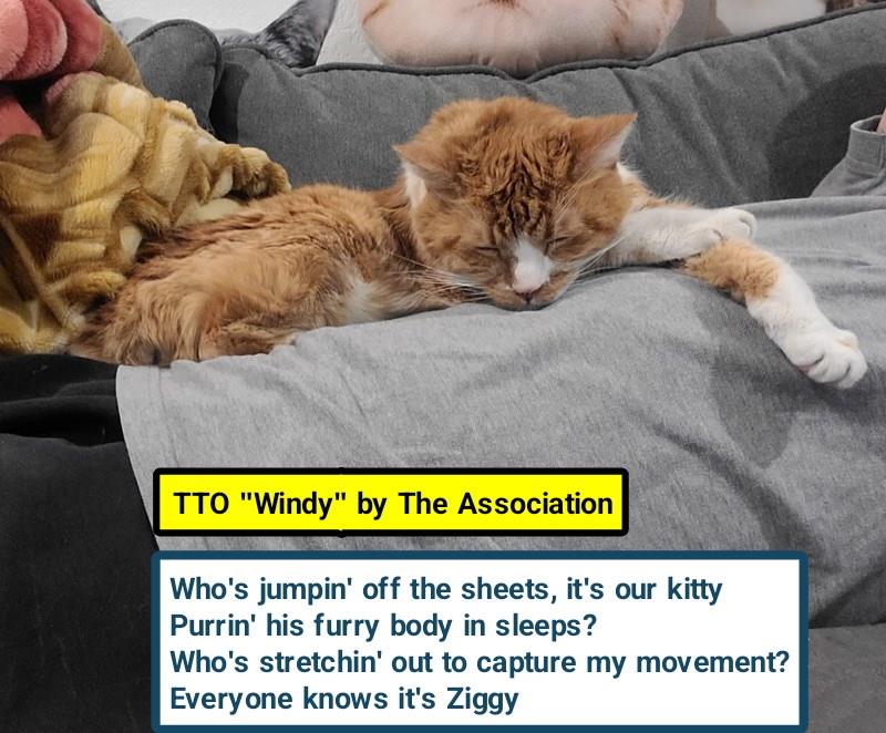TTO "Windy" by The Association - Lolcats - lol | cat memes | funny cats ...