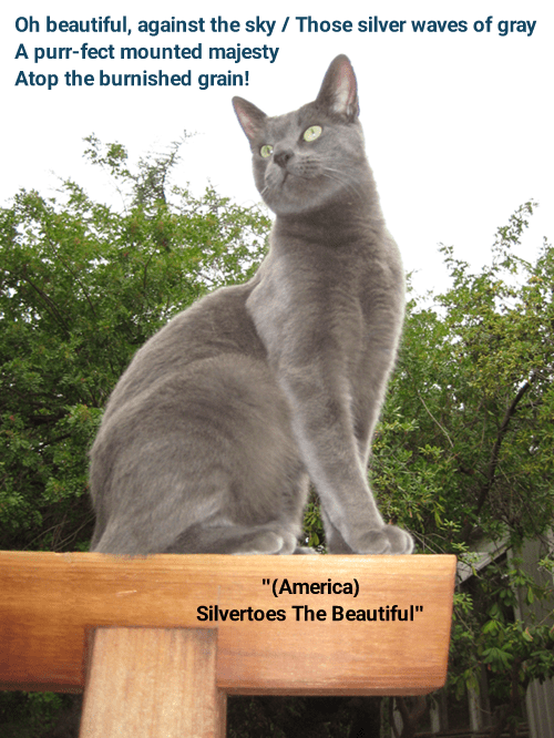 "(America) Silvertoes The Beautiful" - Lolcats - lol | cat memes ...