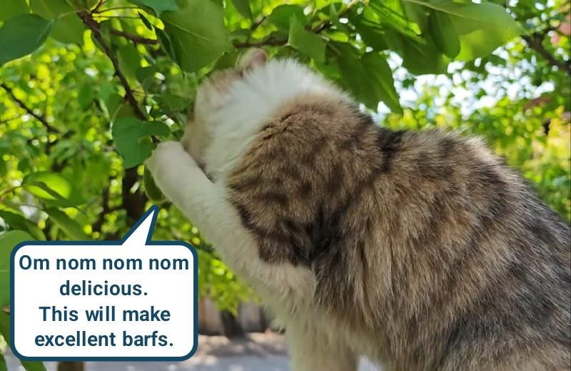 Tree-eat - Lolcats - lol | cat memes | funny cats | funny cat pictures ...