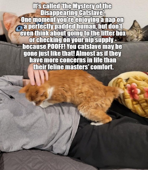 The Mystery Of The Disappearing Catslave - Lolcats - lol | cat memes ...