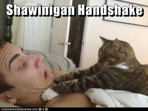 Shawinigan Handshake - Lolcats - lol | cat memes | funny cats | funny ...