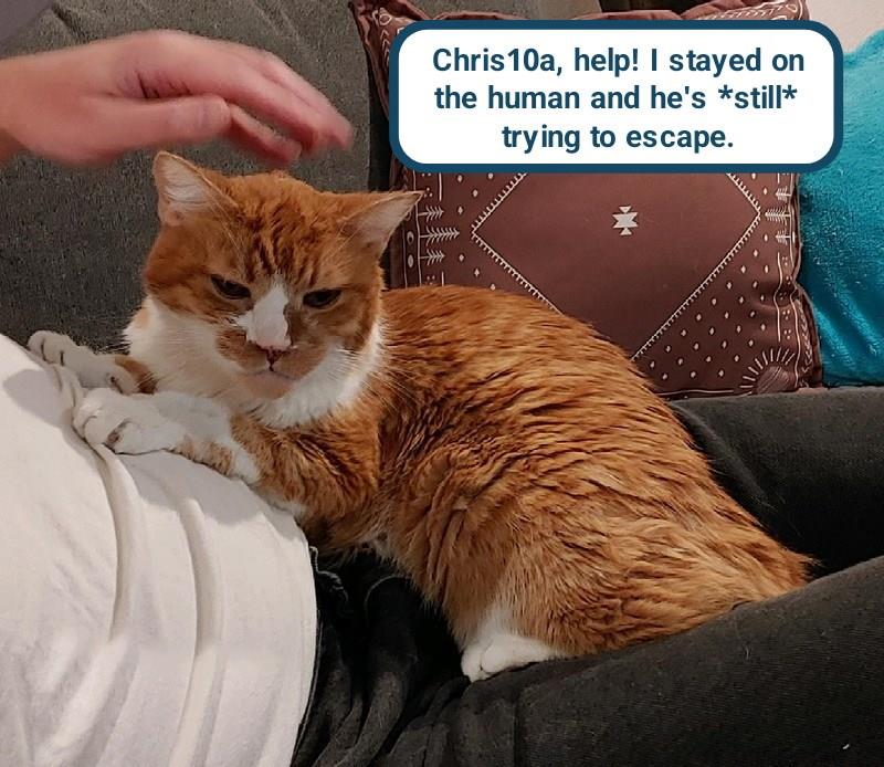 Insubordinate catslave - Lolcats - lol | cat memes | funny cats | funny ...