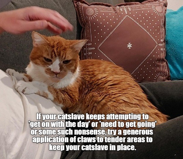 Ziggy knows best - Lolcats - lol | cat memes | funny cats | funny cat ...